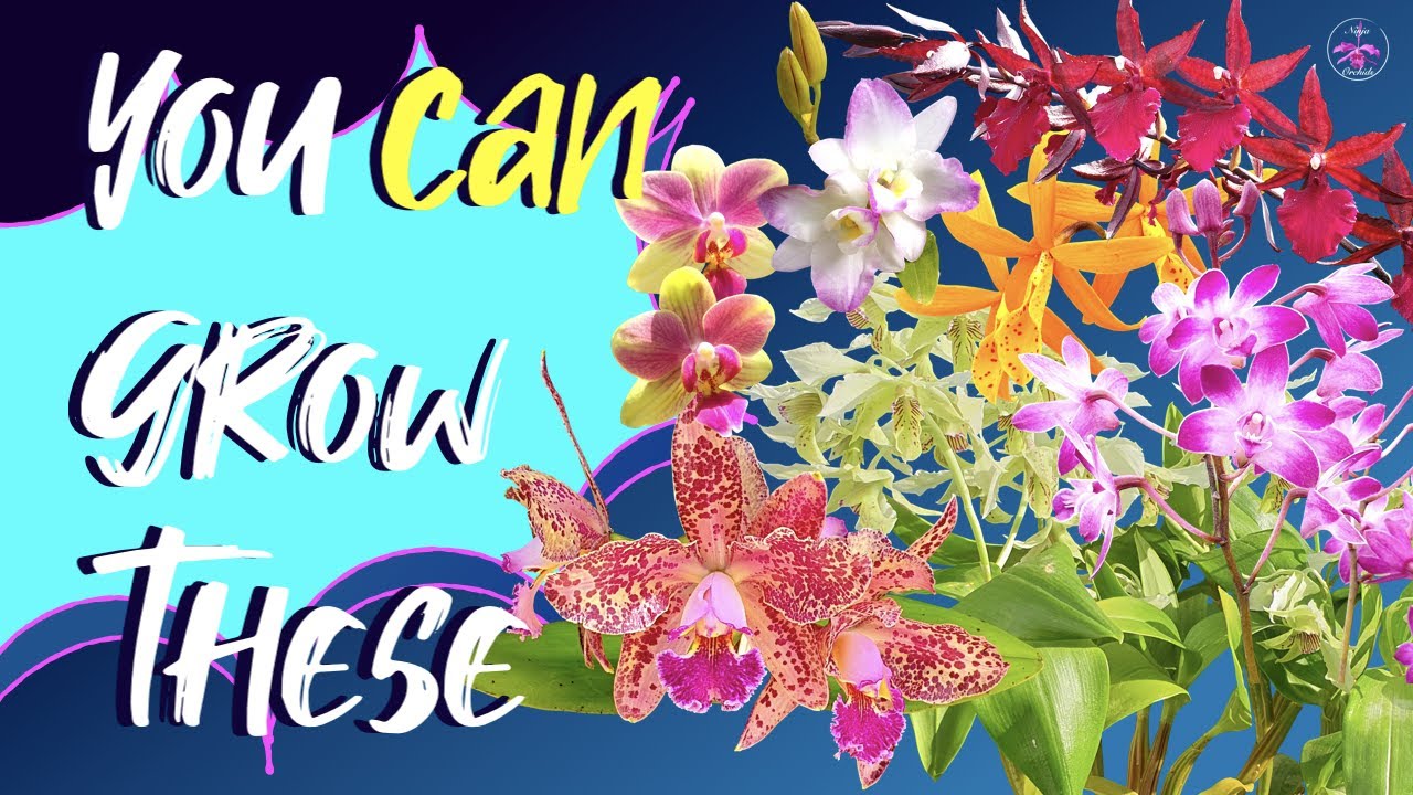 The ORCHID STARTER KIT - EASILY Sourced! EASILY Grown! Suggestions for ...
