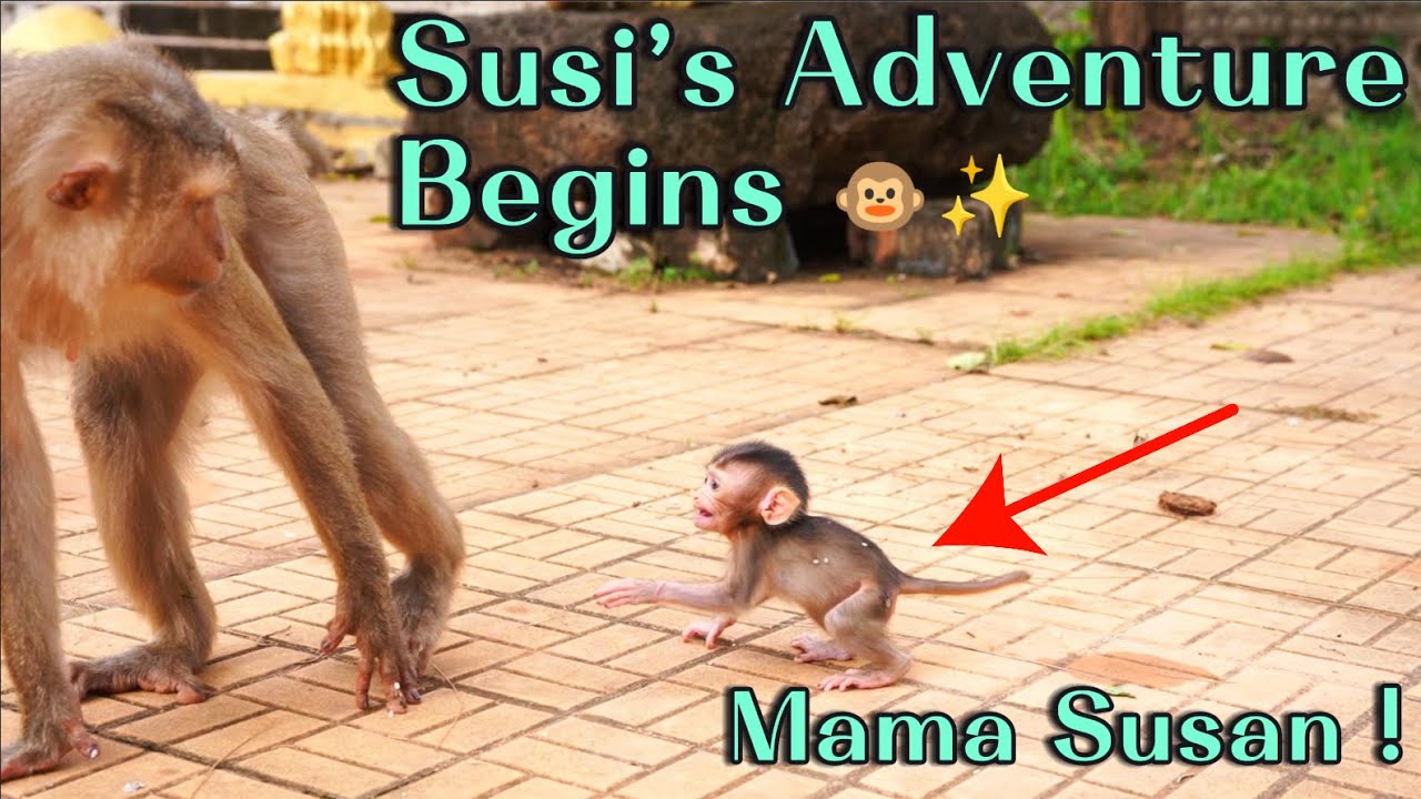 Mama Monkey Susan Teaching Baby Susi Daily Adorable Growth and Stronger ...