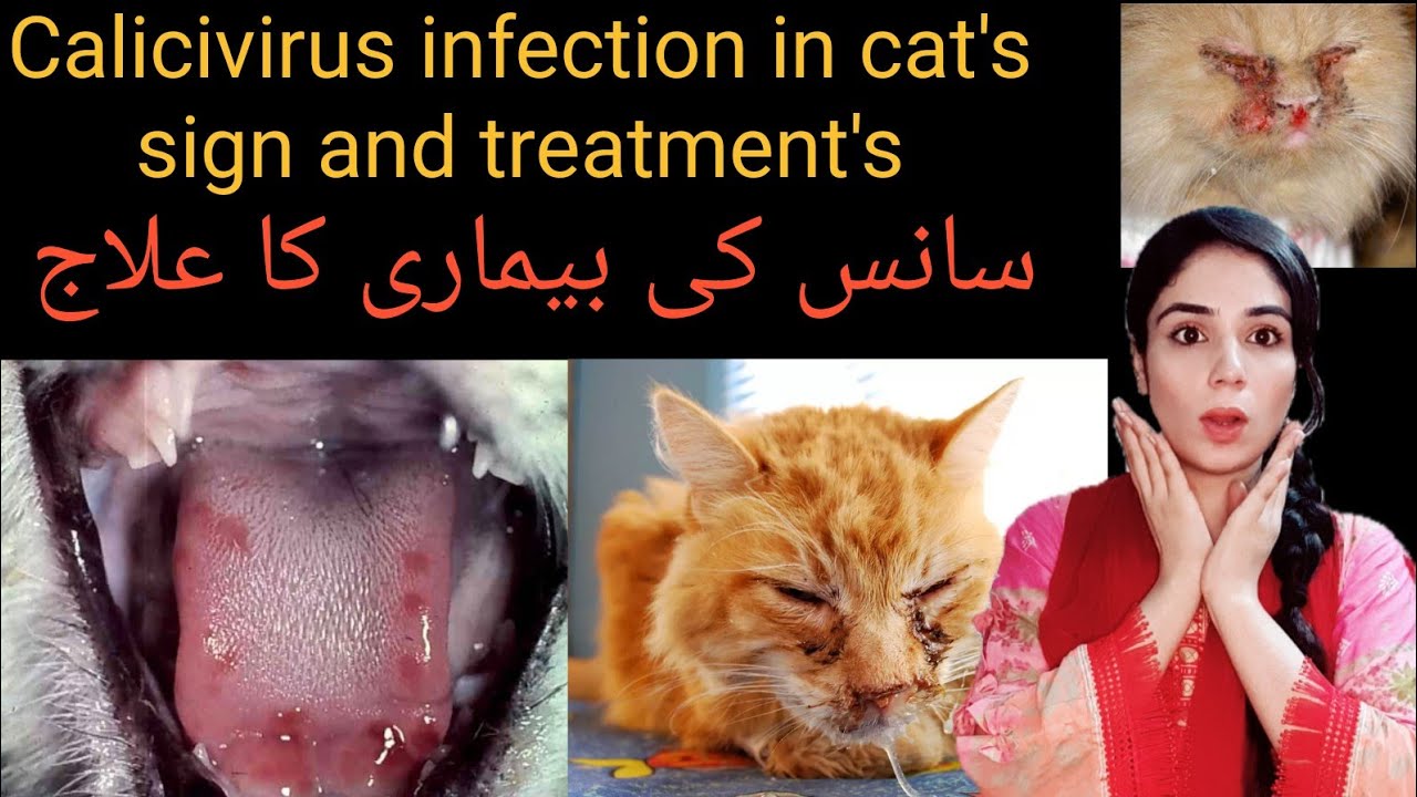 Feline Calci virus / Diagnosis, Treatment, Prevention / how to diagnose ...