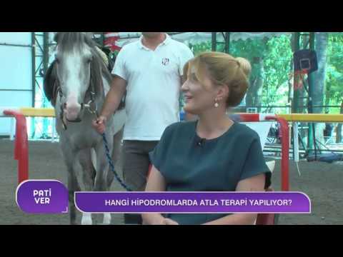 Terapi Atlarının Normal Atlardan Farkı Ne? | Bercis Merdanoğlu