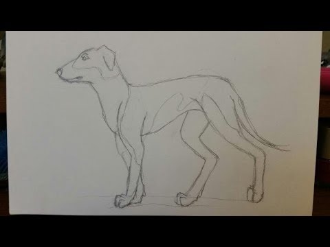 How to draw a greyhound - YouTube