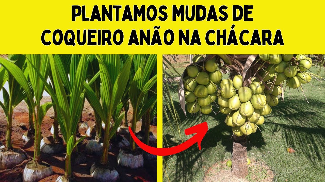 Como Plantar coco anão- Coco de água #coqueiroanão # ...