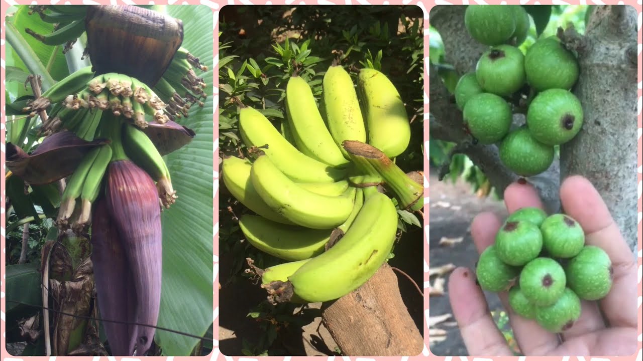 The Best Unique Village Fruits On The World | Banana 🍌, Mango 🥭 ...