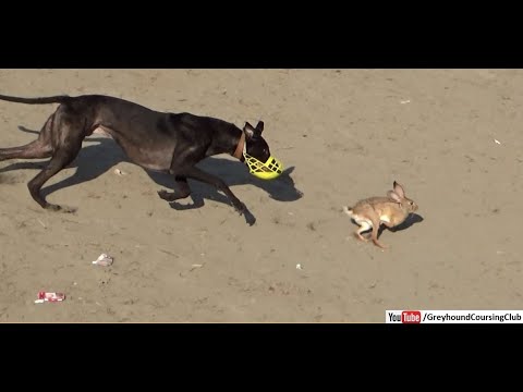 Greyhounds vs rabbits coursing race in pakistan | Dog racing - YouTube