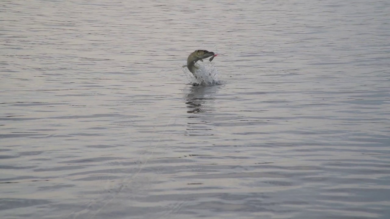 Anatomy of a Pike Attack - YouTube
