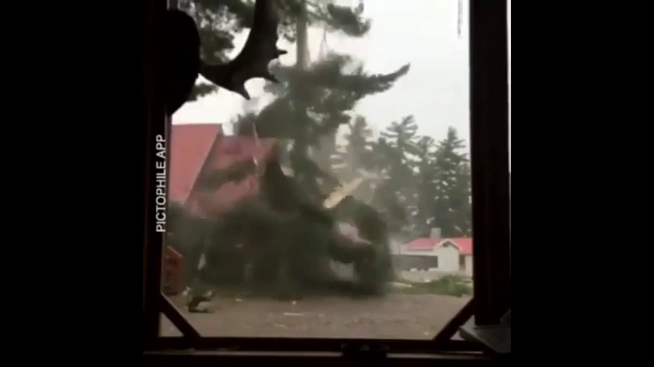 lightning strikes tree - YouTube