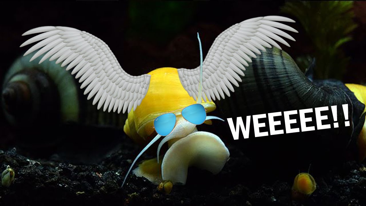 Flying Mystery Snail!!!! (parasailing) - YouTube