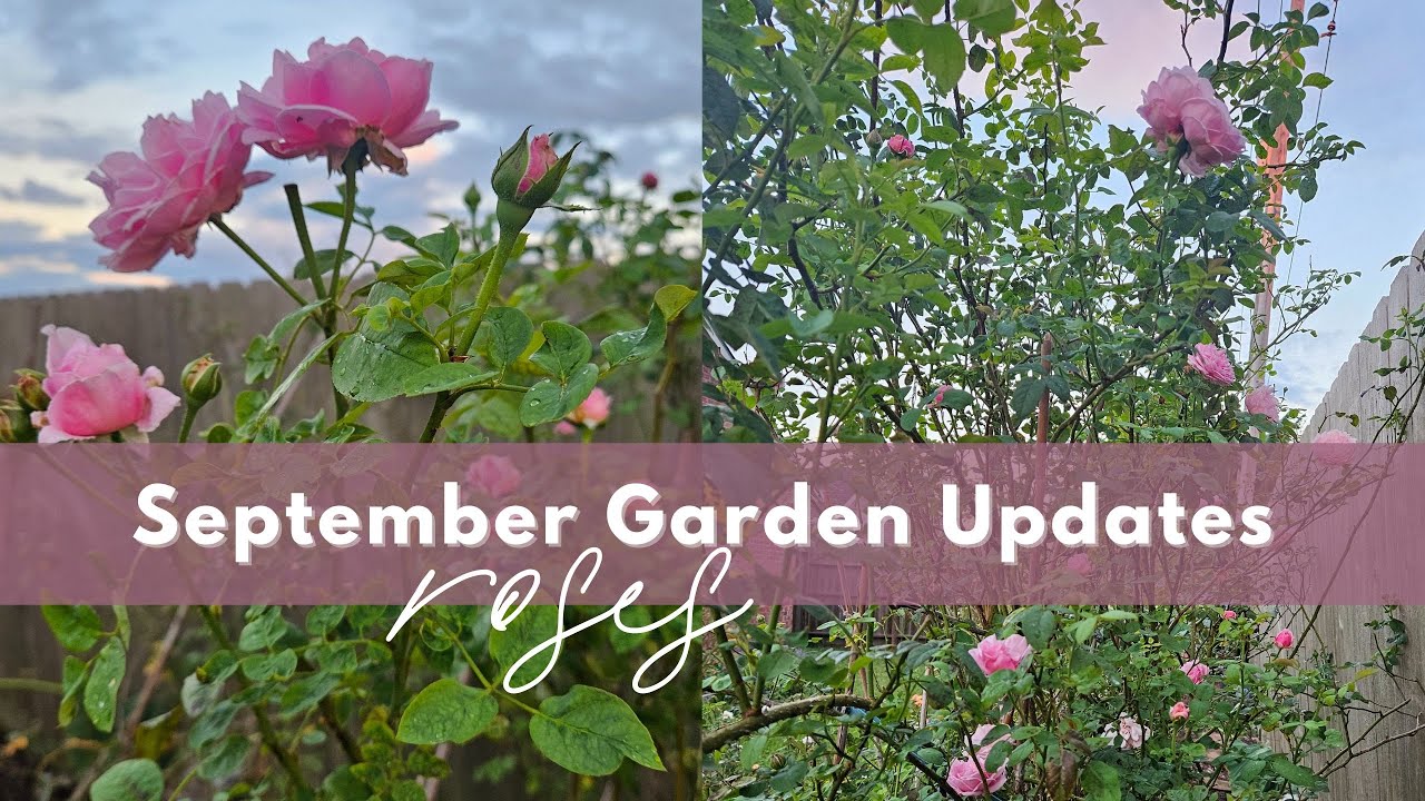 September Rose/Garden Updates - YouTube