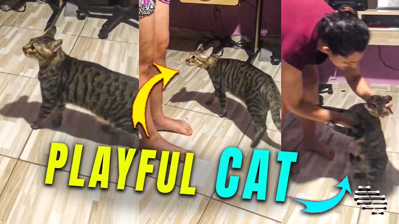 Playful Cat Loves Chasing Owner Around - YouTube