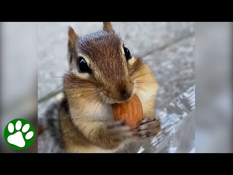 This WILD chipmunk does tricks for human friend and is really something ...