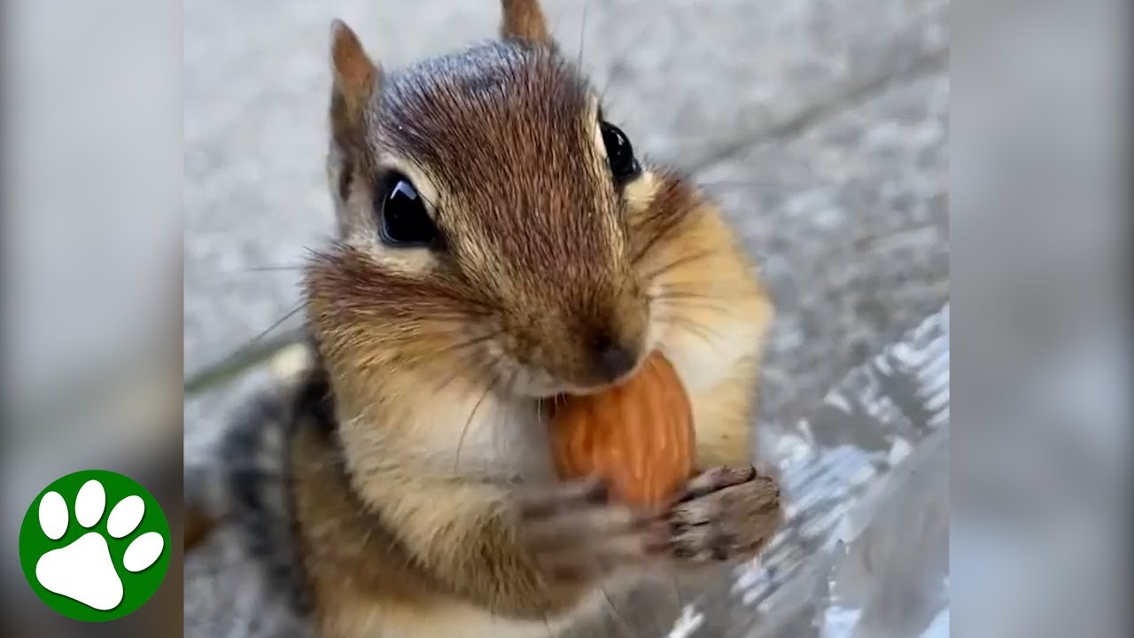 This WILD chipmunk does tricks for human friend and is really something ...