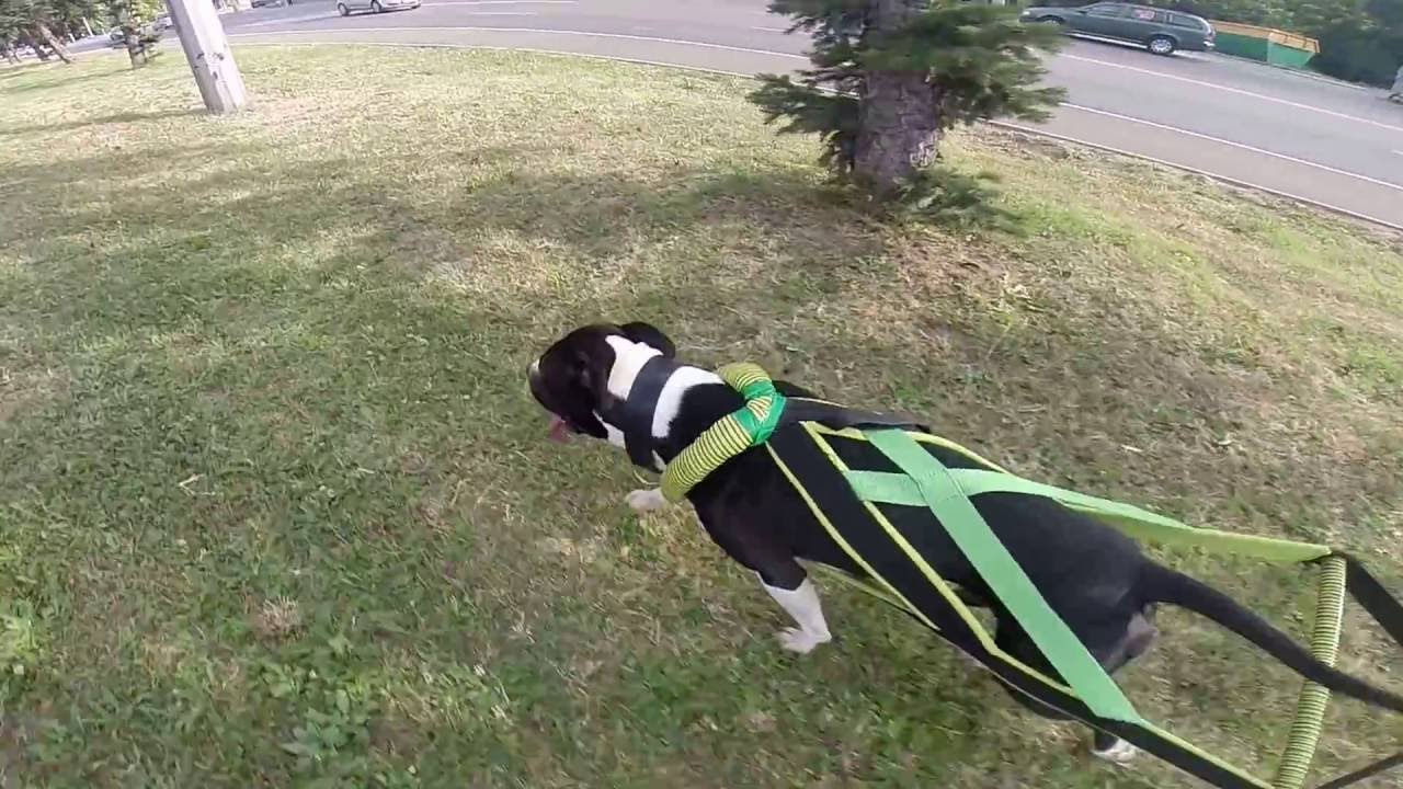 Jar Jar APBT Sporting dogs Bulgaria - YouTube