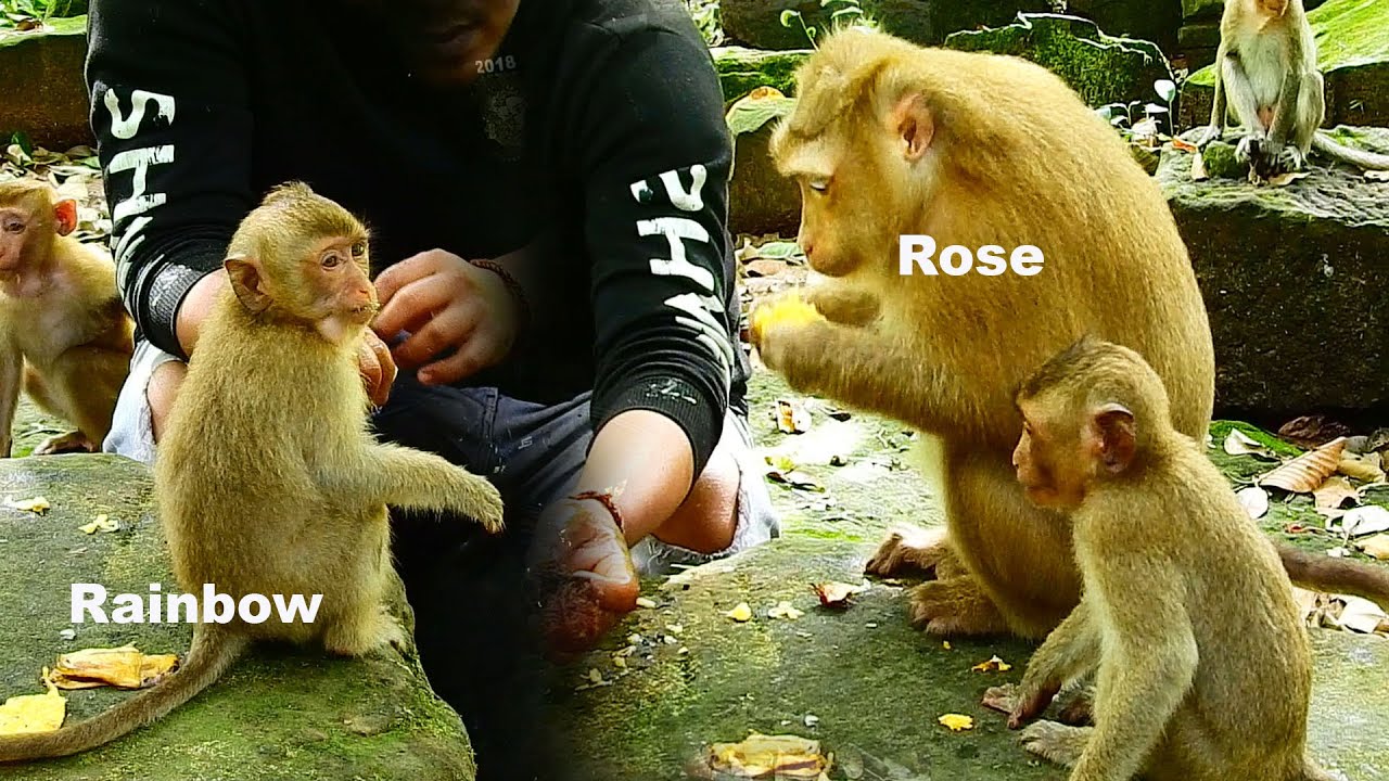 Good NEWS! Today Rose monkey join party with her daughter Rainbow at ...