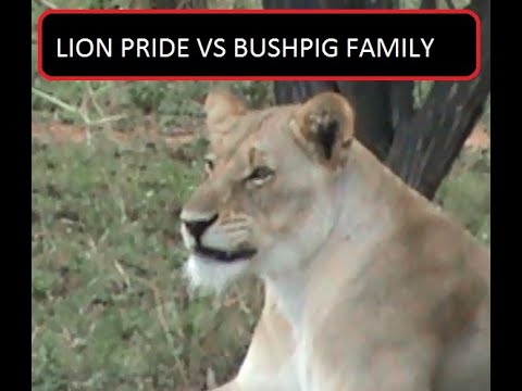 LION PRIDE VS BUSHPIG FAMILY. - YouTube
