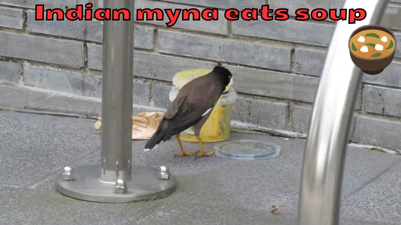 An Indian myna eating some yellow soup - YouTube