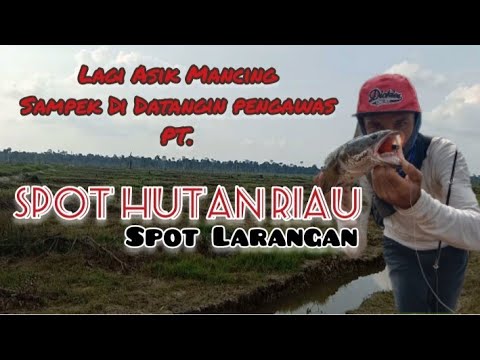 Spot Hutan Riau Spot larangan || Lagi Asik Mancing Di Samperin Pengawas ...