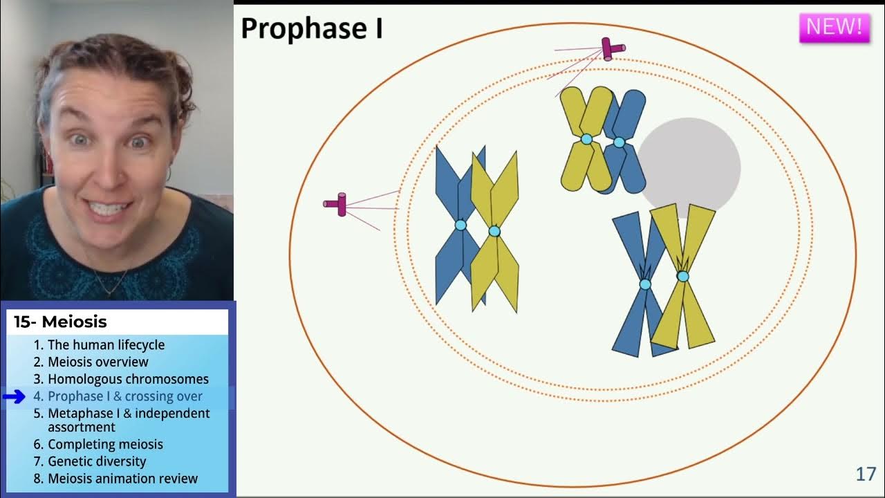 Meiosis 4- Prophase I and crossing over - YouTube