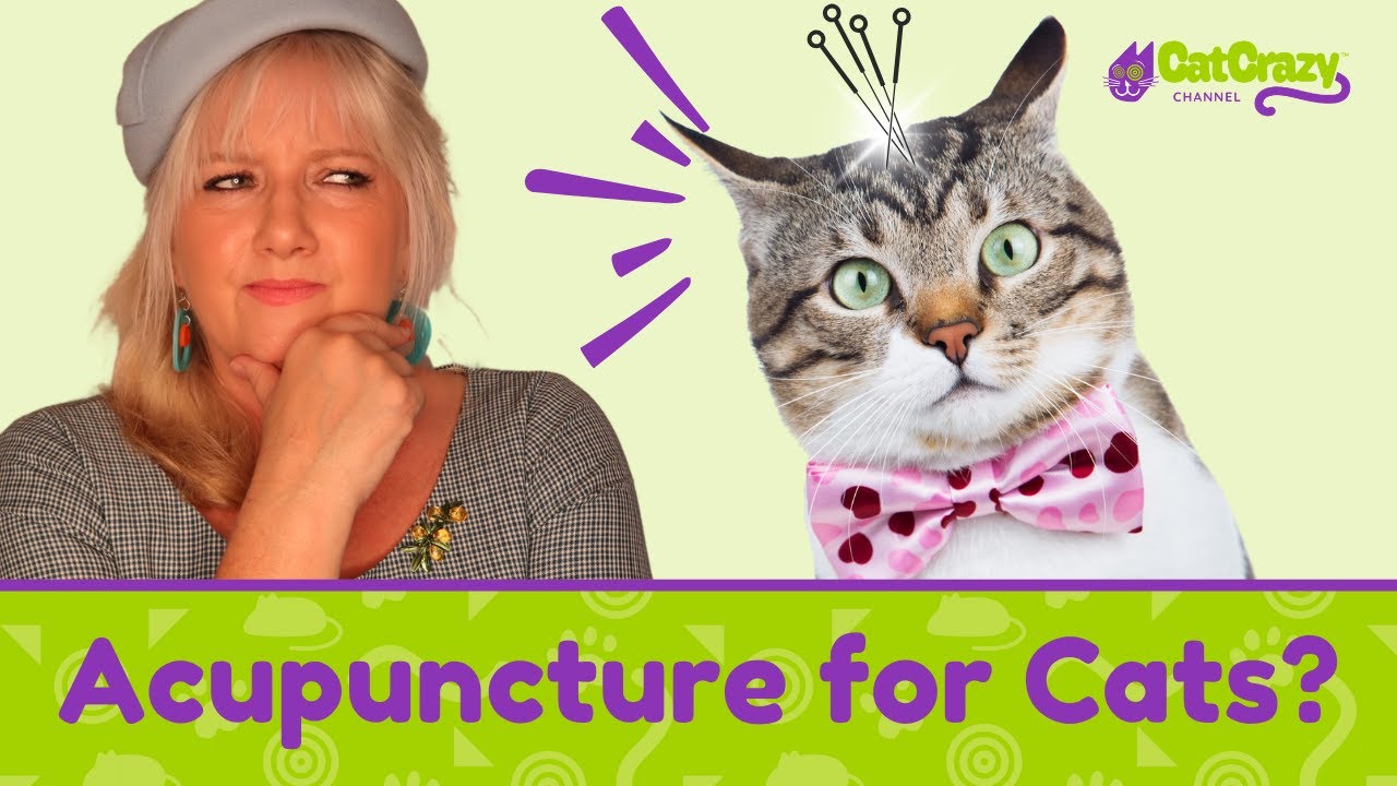 Expert Advice on Acupuncture for Cats with Dr. Scanlan - YouTube