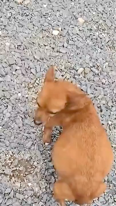 Fragile Senior Dog Battles a Mysterious Illness and Begins Her Fight ...