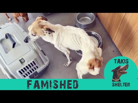 Abandoned old hunting skeleton dog - Takis Shelter - YouTube