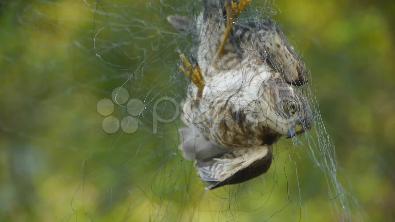 Bird trapped in net,struggling to die in green forest like fail loser ...
