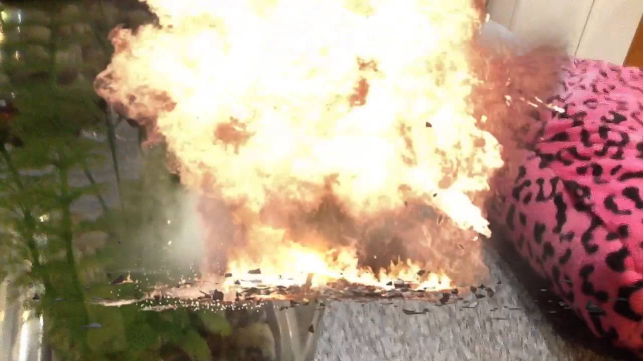 Betta Action Video (very brief): made with Action Movie - YouTube