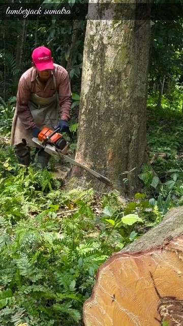 accurate tree felling techniques#bigtree#woodworking#chainsaw - YouTube