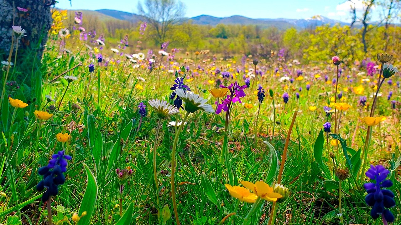 Healing Frequency Spring Therapy 🌷🌞Begin Your Day with POWERFUL MORNING ...