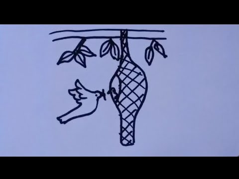how to draw a baya weaver bird nest/ simple baya weaver bird drawing ...
