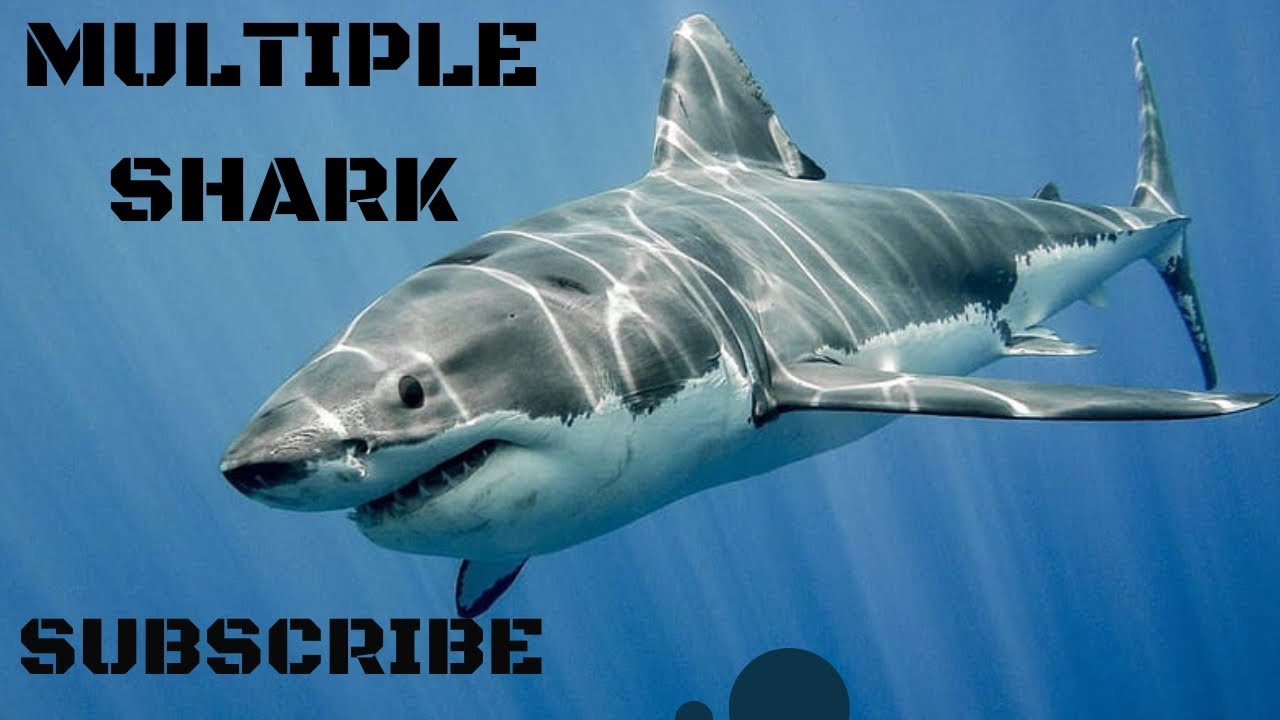 Multiple Sharks (Full Video) - YouTube