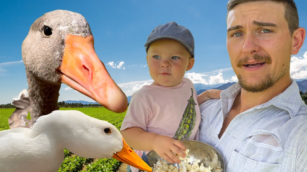 Our Ducks Learn to Fly! **LUCY GOOSE & BRIDGETTE TRY TOO** - YouTube