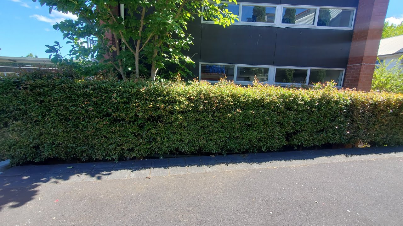 Trimming a Lilly Pilly hedge NZ - YouTube