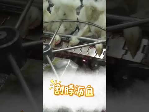 Neck cutting and blood draining machine. Suitable for chicken slaughter ...