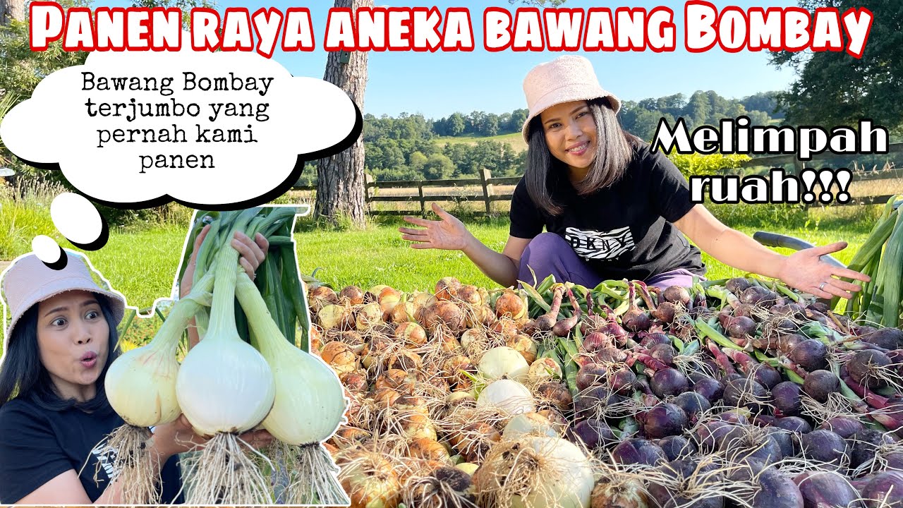 PANEN BESAR ANEKA BAWANG BOMBAY || BAWANG BOMBAY TERJUMBO YANG PERNAH ...