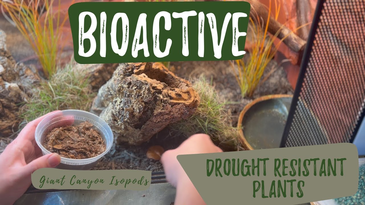 Bioactive Ackie Monitor Enclosure - YouTube