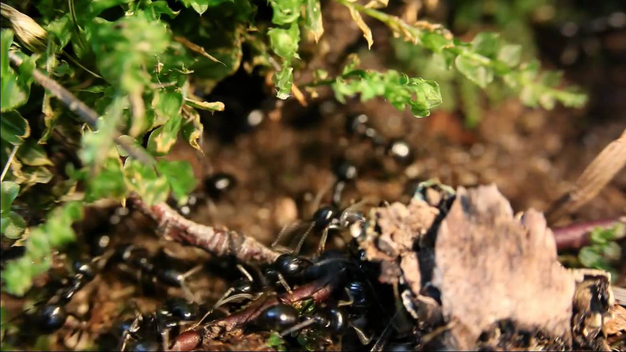 BUGro - [HD] - YouTube