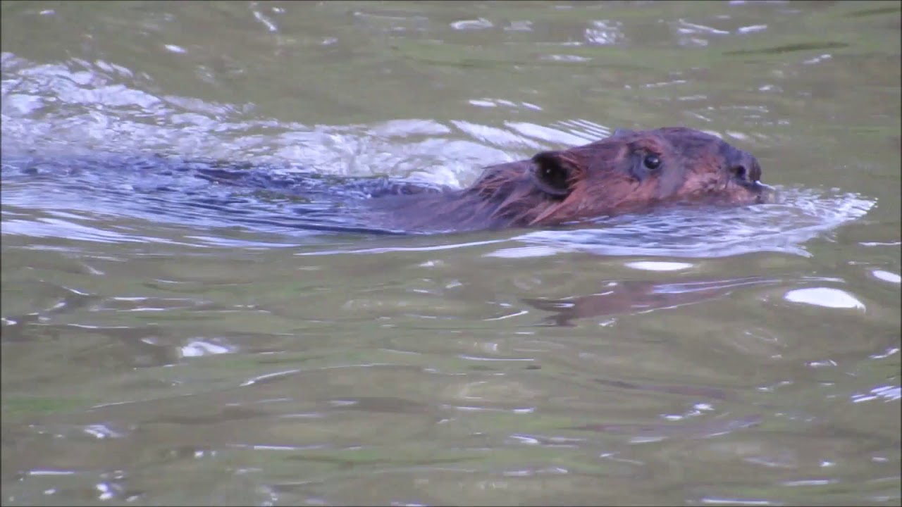Young Beaver Cries - YouTube