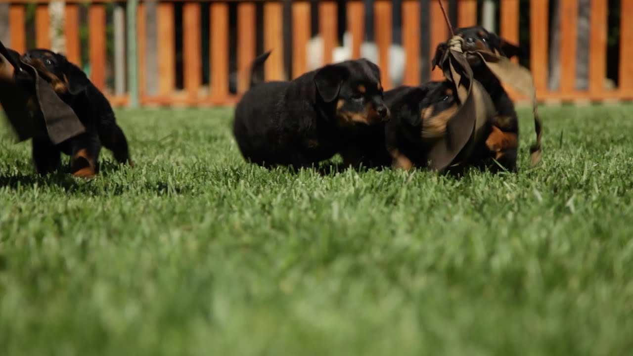 CUTE AND CUDDLY GERMAN ROTTWEILER PUPPIES - YouTube