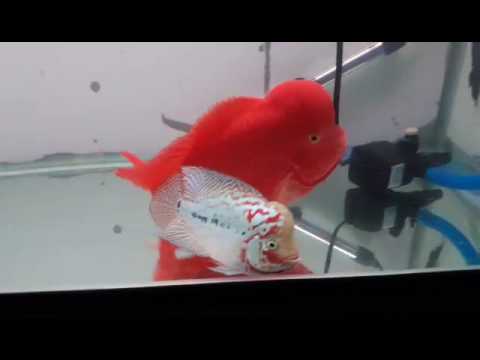 Super red monkey - YouTube