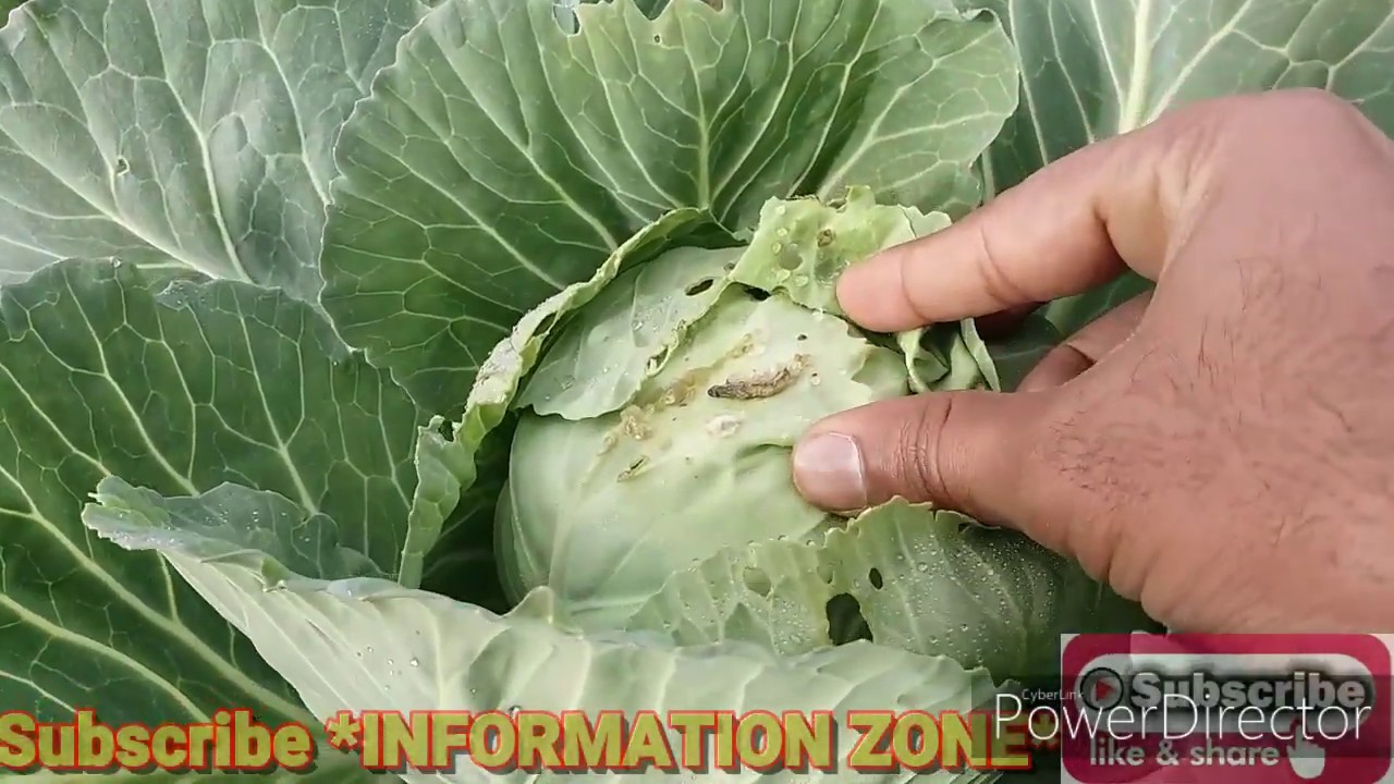 Save Your Vegetables. Warning.Avoid attack of the pest. Organic Vegetables - YouTube