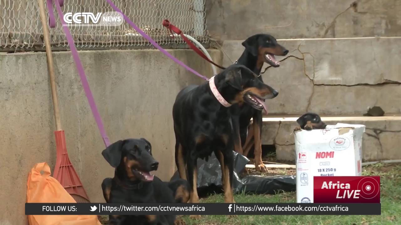 Hounds showcase their skills in Uganda's dog show - YouTube