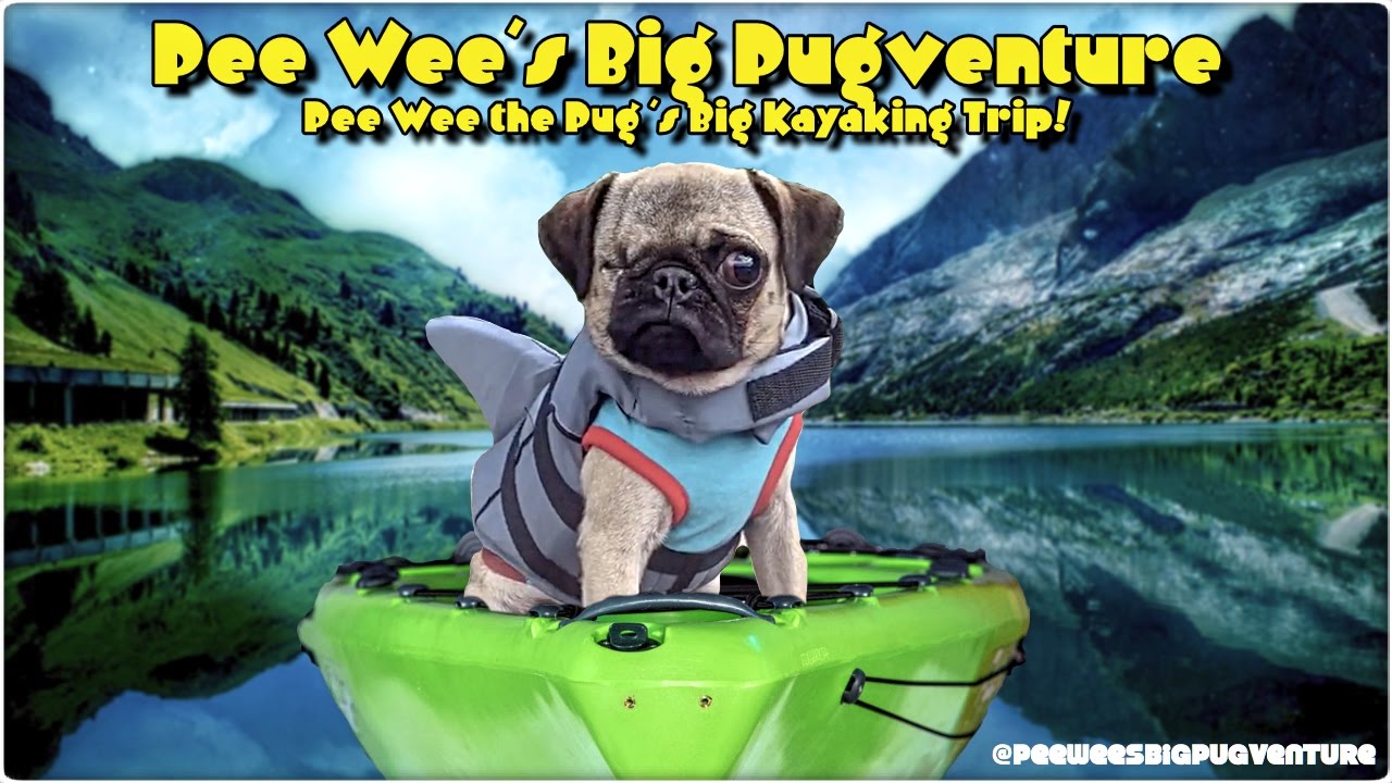 Pee Wee the Pug's Big Kayaking Pugventure - YouTube
