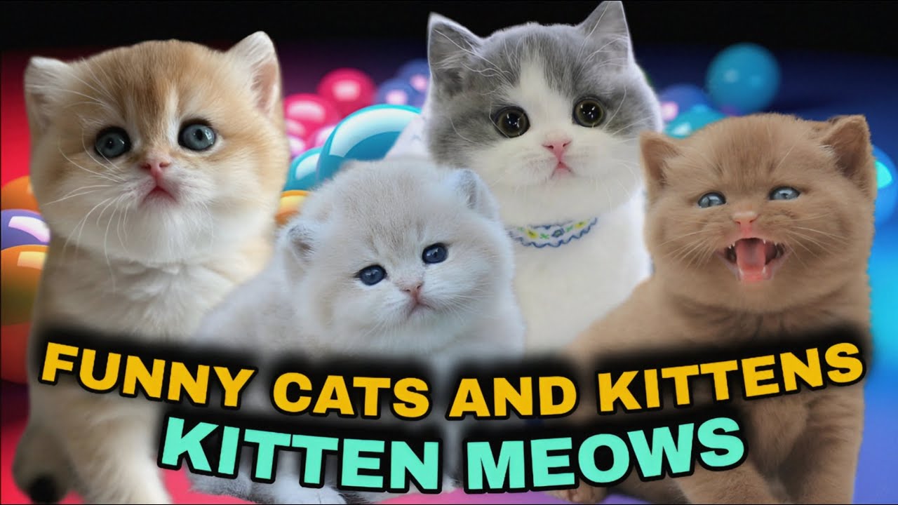 Funny Cats and Kittens Meowing Cat Meows The Cute Kitten Meows - YouTube