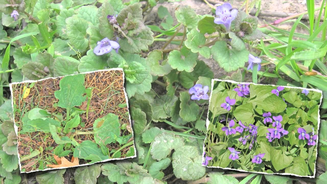 Eco-Friendly Weed Control in Your Lawn - YouTube