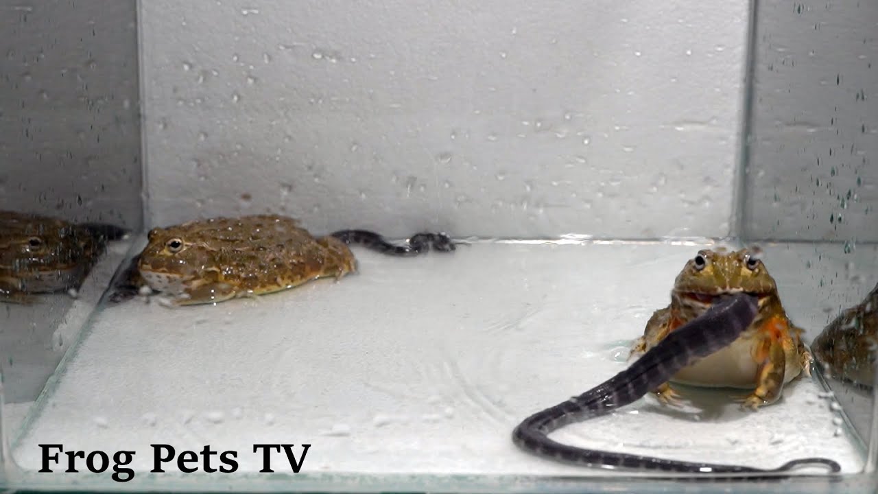 African Bullfrog Eats Snakes | Warning Live Feeding. - YouTube