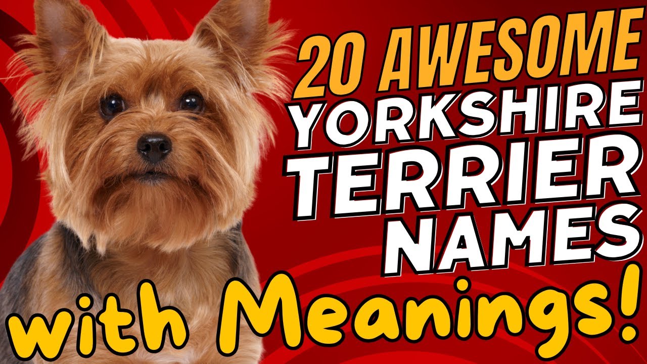 Names for Male Yorkshire Terriers (100+ Best Picks) - Dogsguide.blog