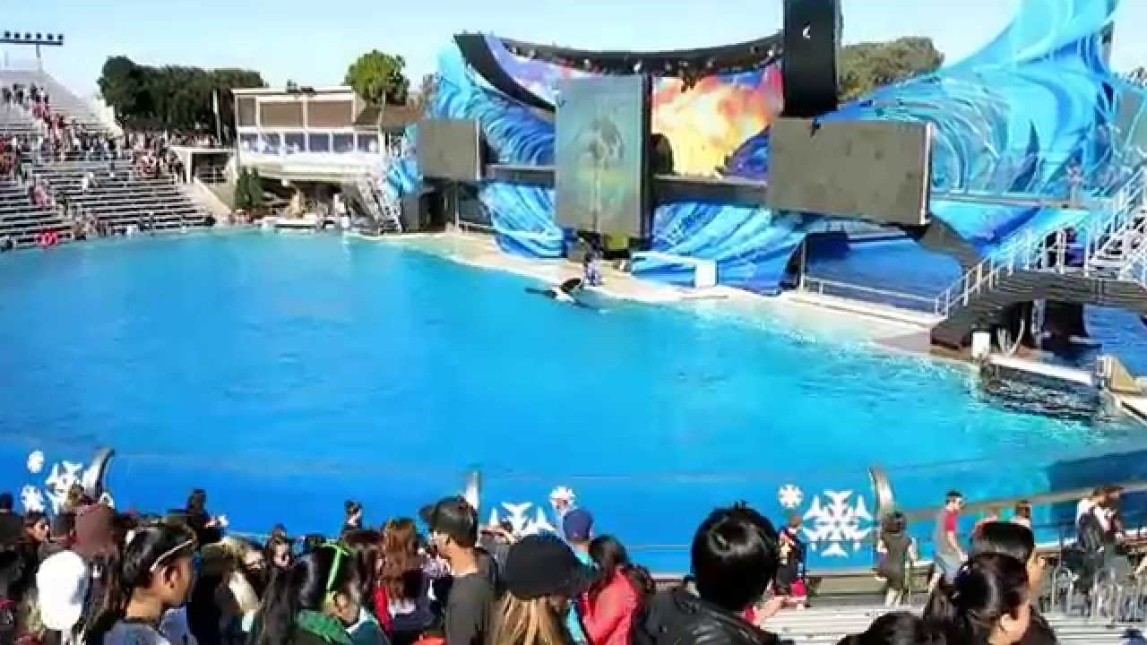 One Ocean Shamu Show at SeaWorld San Diego - YouTube