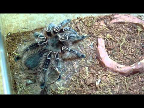 Eupalaestrus campestratus a.k.a Pink Zebra Beauty