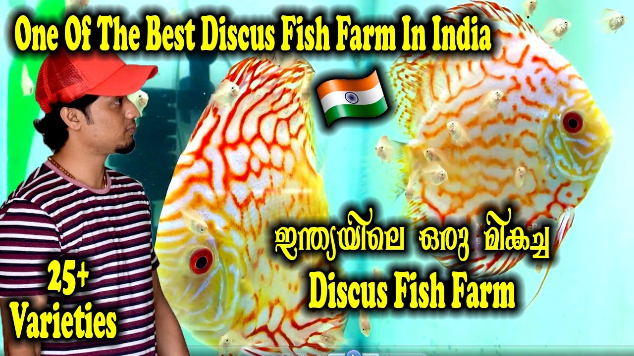 നിങ്ങൾ ഇതുവരെ കാണാത്ത Discus ശേഖരവുമായി EZ Aqua Farm, One Of The Best ...
