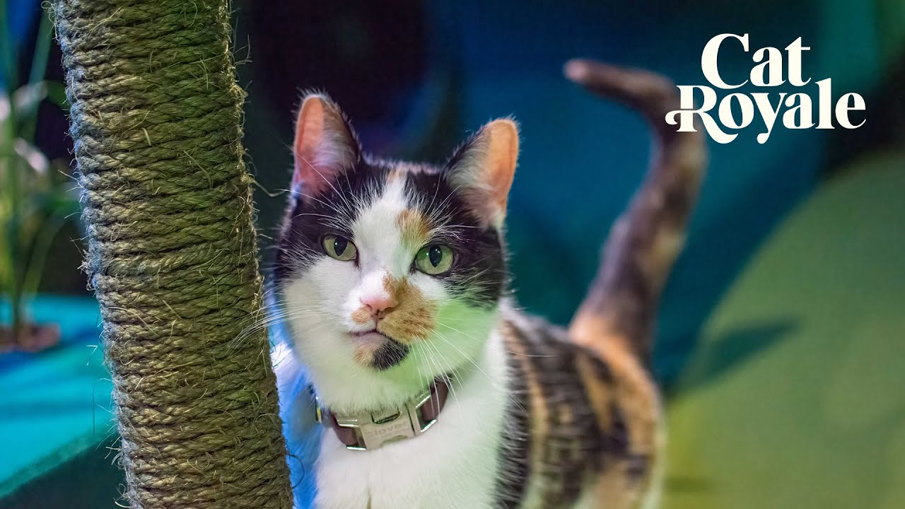 Cat Royale: Day Eight - YouTube